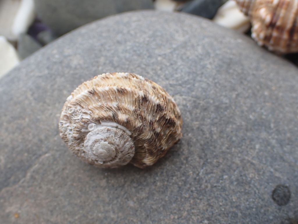 Rough turban shell from Woolgoolga NSW 2456, Australia on January 2 ...
