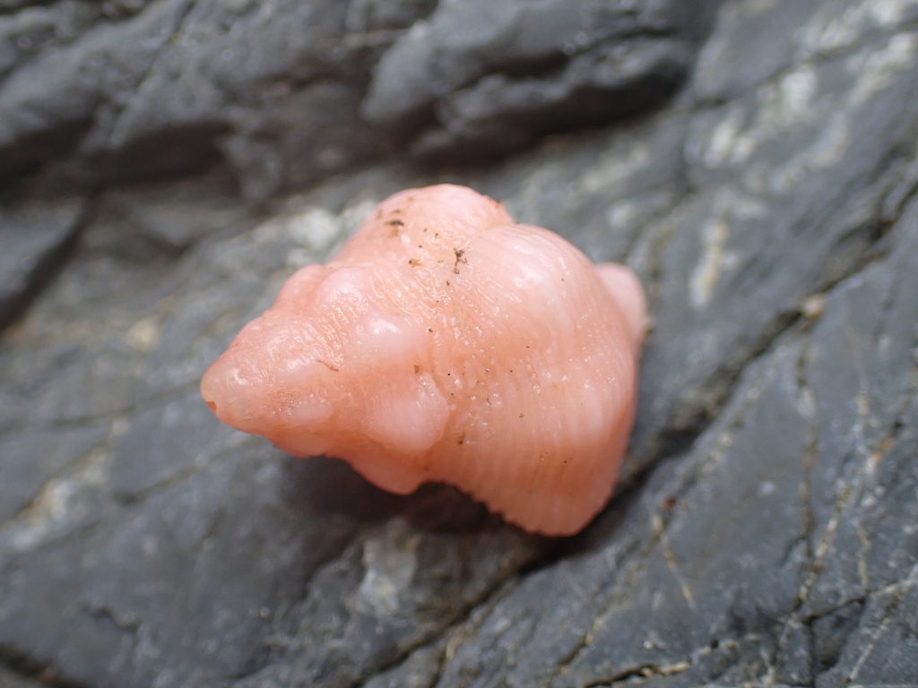 Mipus arbutum from Woolgoolga NSW 2456, Australia on January 2, 2024 at ...