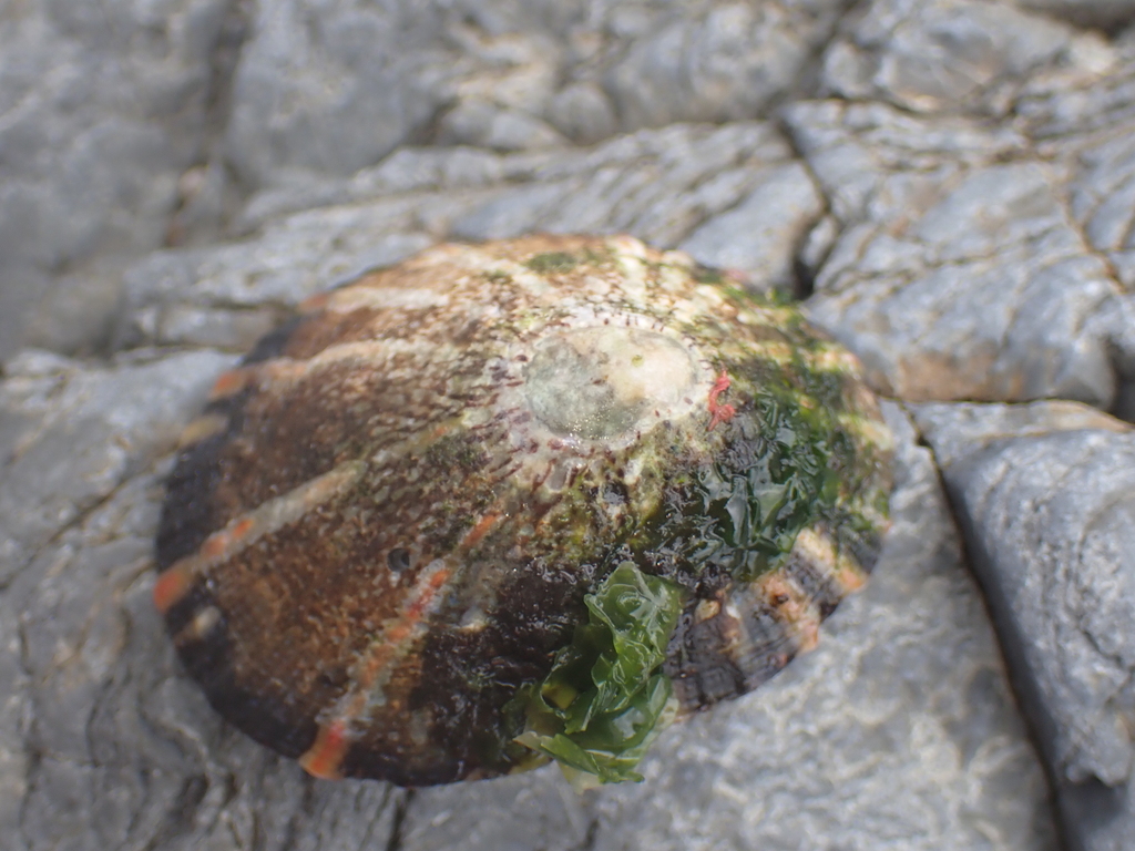 Variegated limpet from Woolgoolga NSW 2456, Australia on January 2 ...