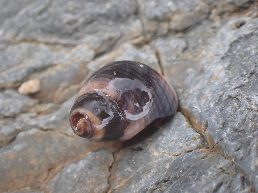 Little Blue Periwinkle from Woolgoolga NSW 2456, Australia on January 2 ...