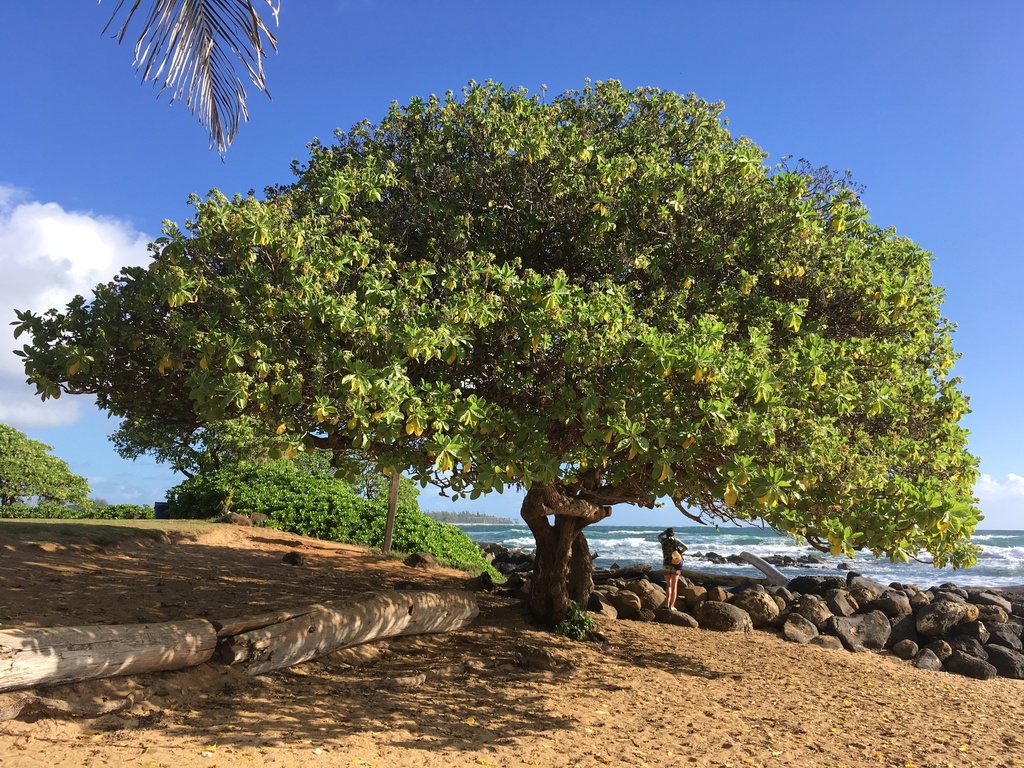 tree heliotrope from Comté de Kauai, Hawaï, États-Unis on November 29 ...