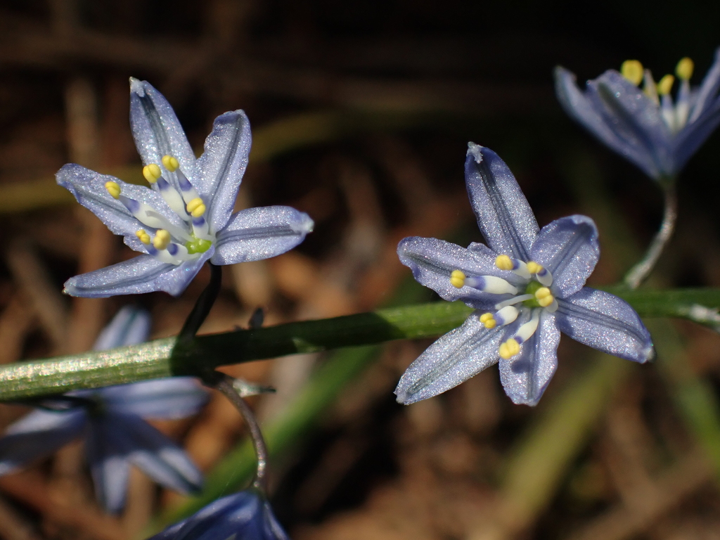 blue grass lily from Marrano Creek Hike, Deep Creek National Park SA ...