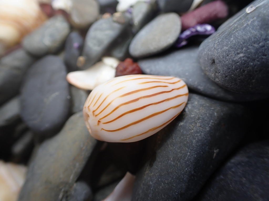 Zebra Volute from Woolgoolga NSW 2456, Australia on January 2, 2024 at ...