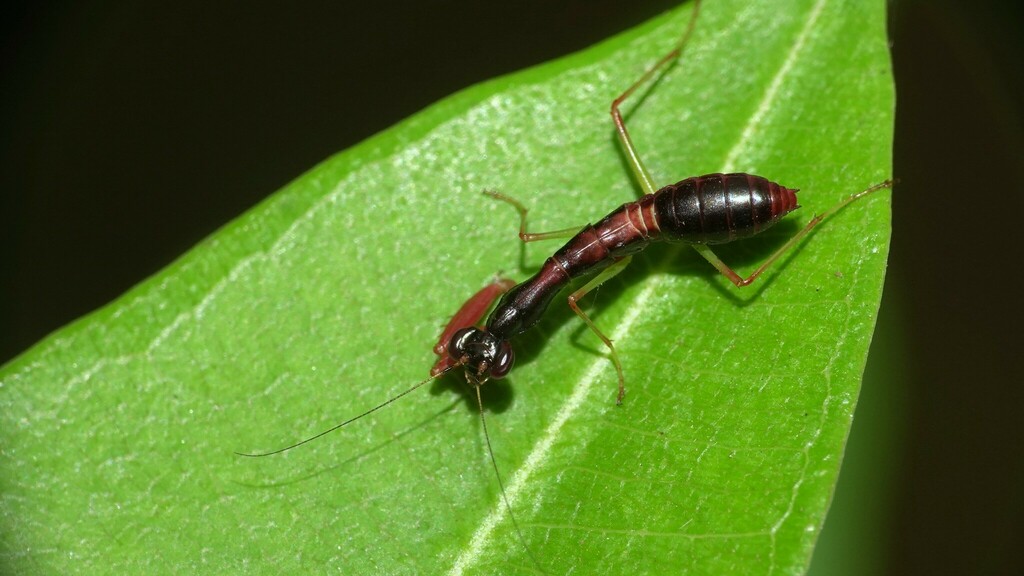 Asian Ant Mantises from Betul Fort Goa on December 19, 2023 at 09:12 AM ...