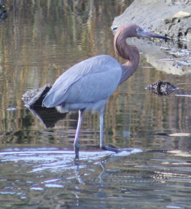 Reddish Egret from Point Loma Heights, San Diego, CA, USA on January 1 ...