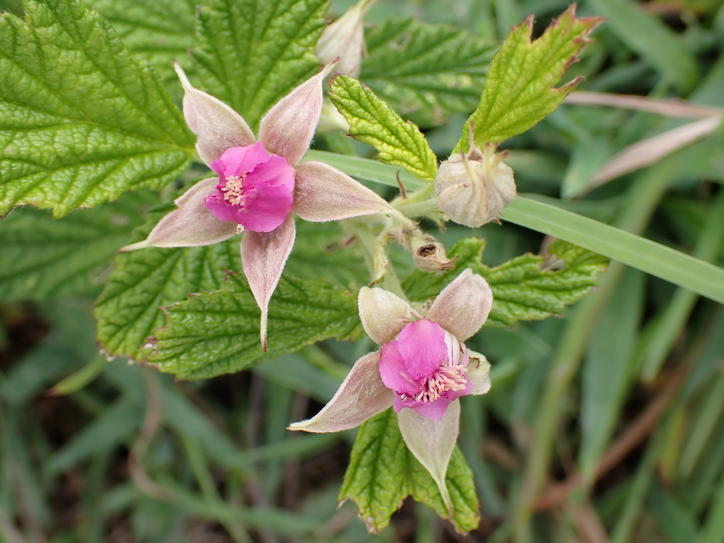 small-leaf bramble from Woolgoolga NSW 2456, Australia on January 2 ...