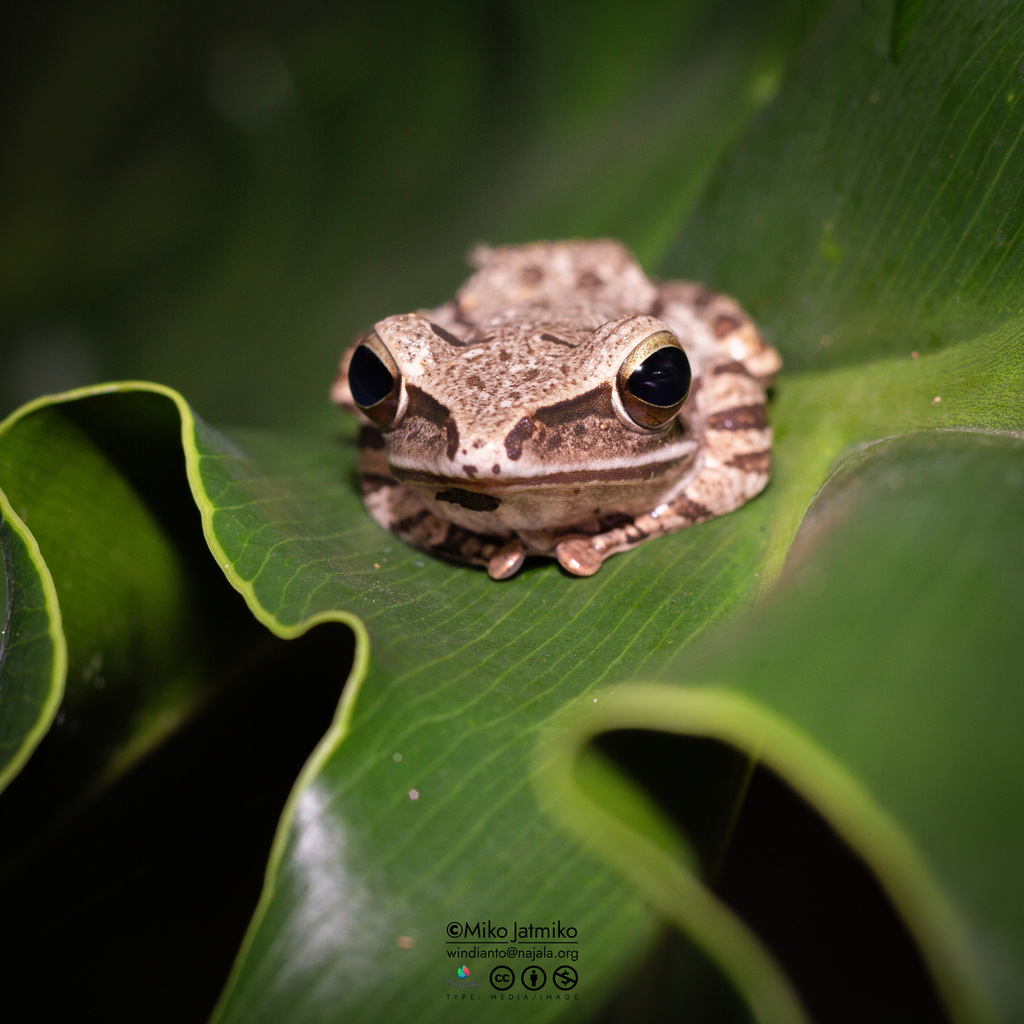 Common Southeast Asian Tree Frog in January 2024 by Miko Jatmiko ...