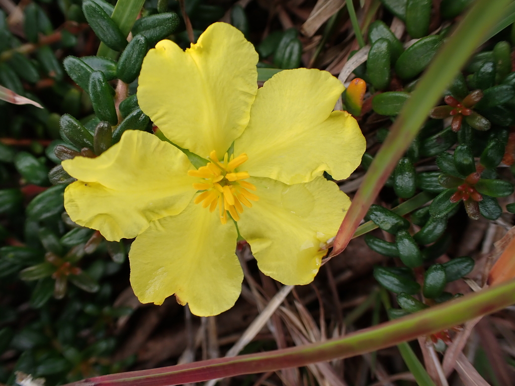 guinea-flowers from Woolgoolga NSW 2456, Australia on January 2, 2024 ...