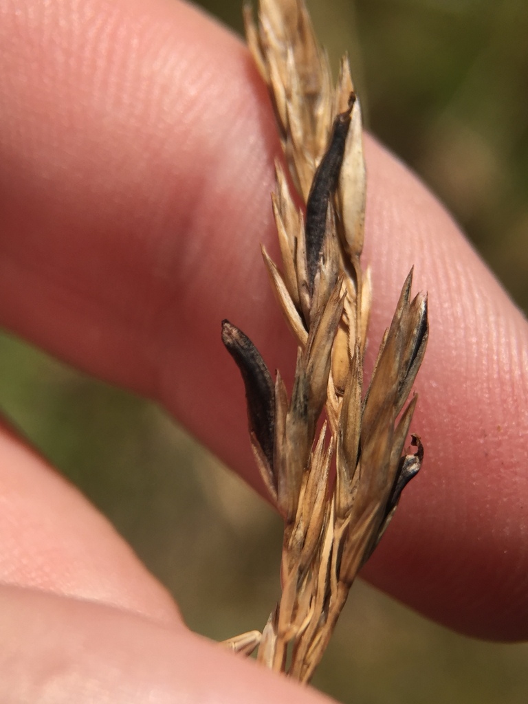 Rye Ergot from Auckland, New Zealand on January 2, 2024 at 10:58 AM by ...