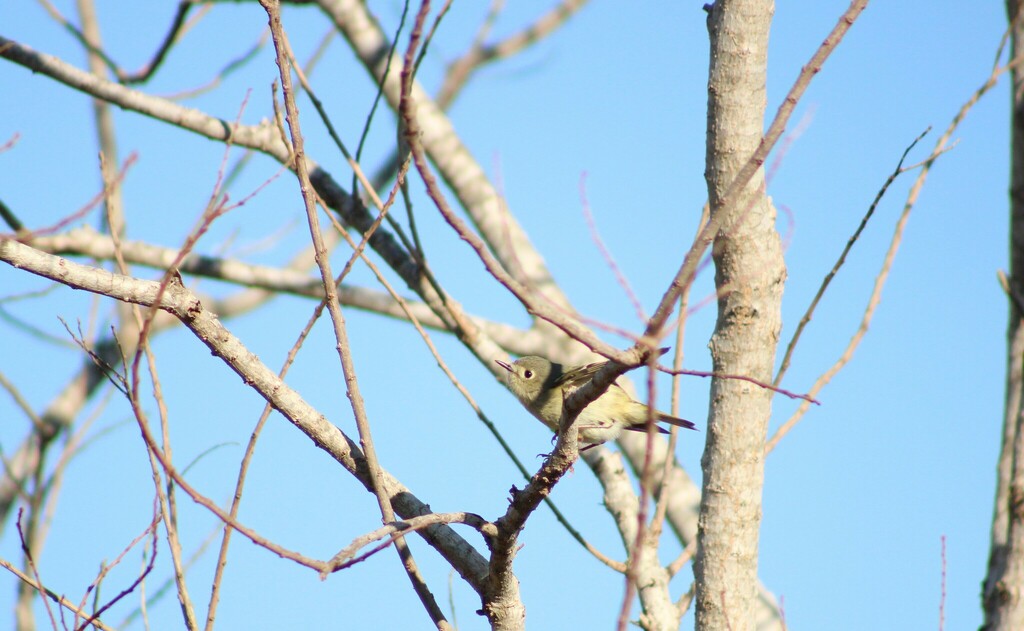 Ruby-crowned Kinglet from Colorado County, TX, USA on December 28, 2023 ...