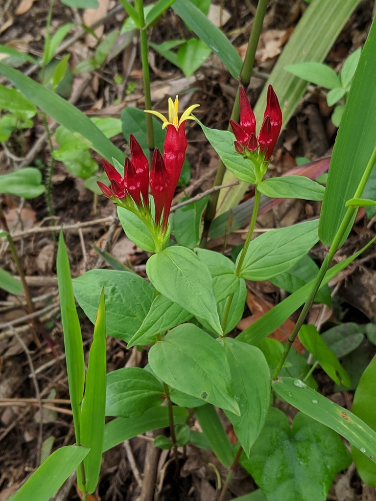 Indian Pink from Baker County, GA, USA on April 08, 2019 at 07:17 PM by ...