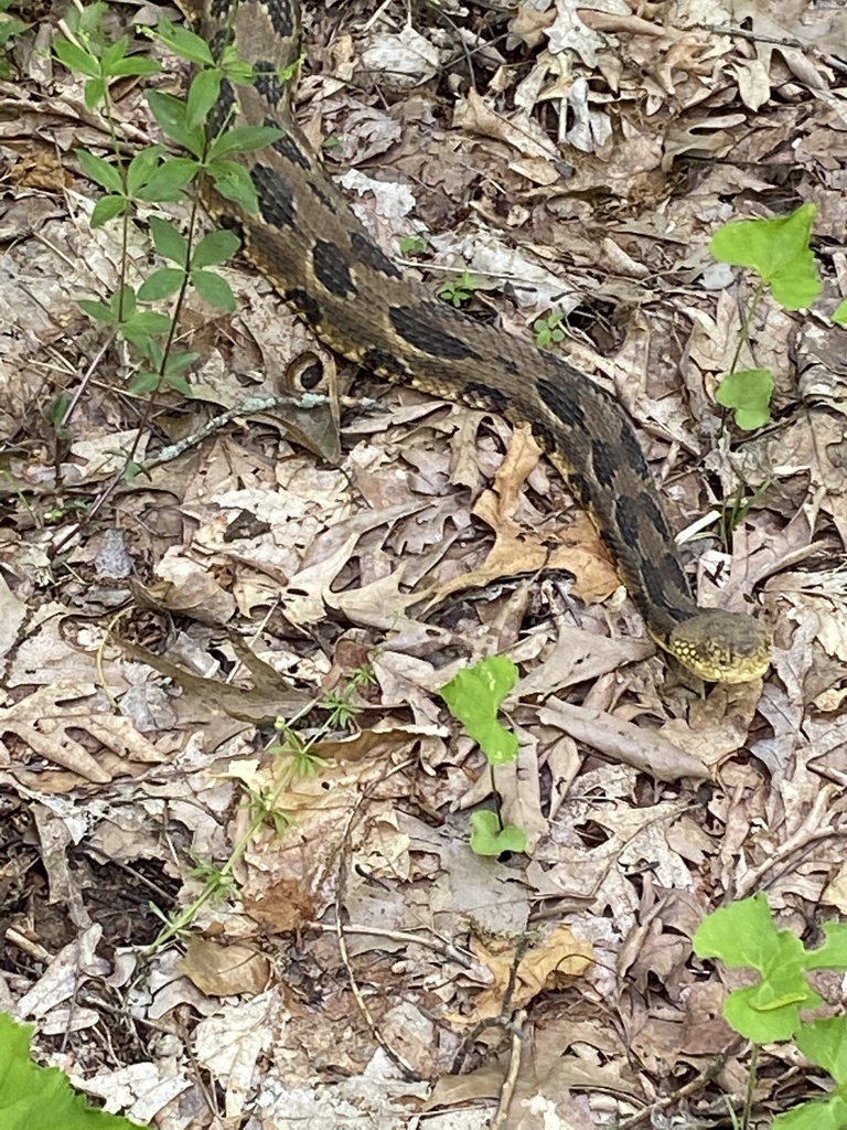 Timber Rattlesnake in May 2020 by mularo1 · iNaturalist