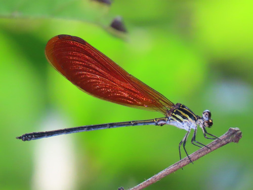 Polythore concinna · iNaturalist Mexico