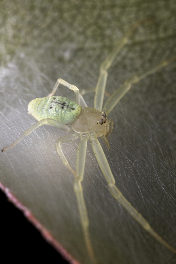 American Green Crab Spider in August 2023 by solomon hendrix · iNaturalist