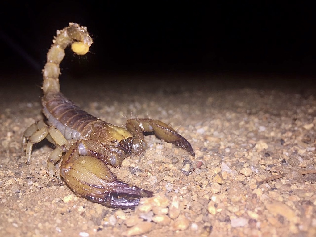 Shiny Burrow Scorpion from Kruger National Park, MP, ZA on December 15 ...