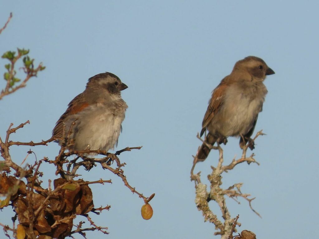 Common Cape Sparrow from West Coast Peninsula, South Africa on November ...