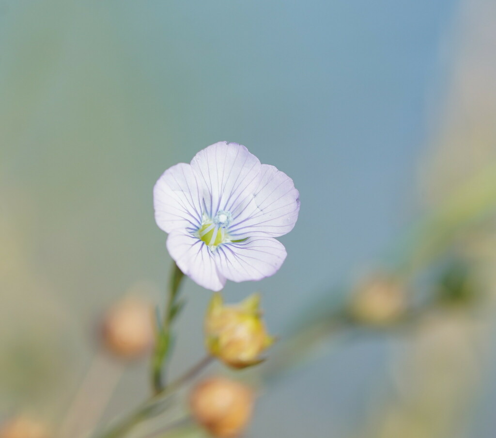 Australian Flax from Melbourne VIC, Australia on December 14, 2023 at ...