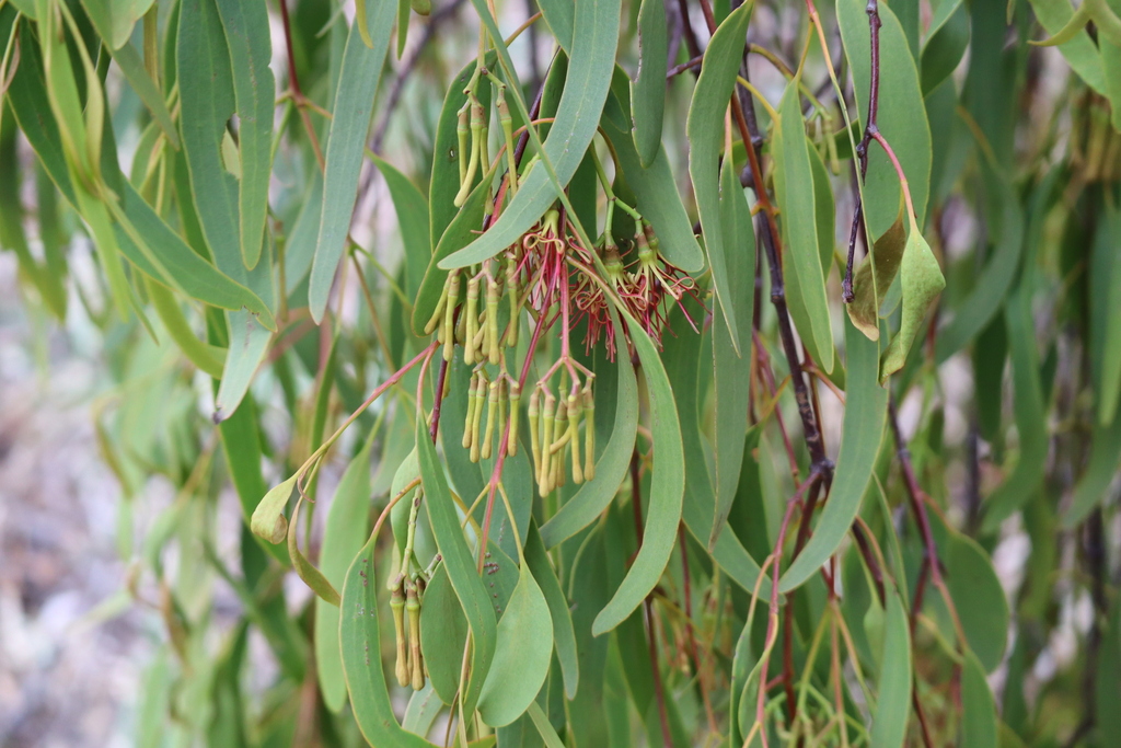 Box Mistletoe from Adelaide SA, Australia on January 1, 2024 at 05:16 ...