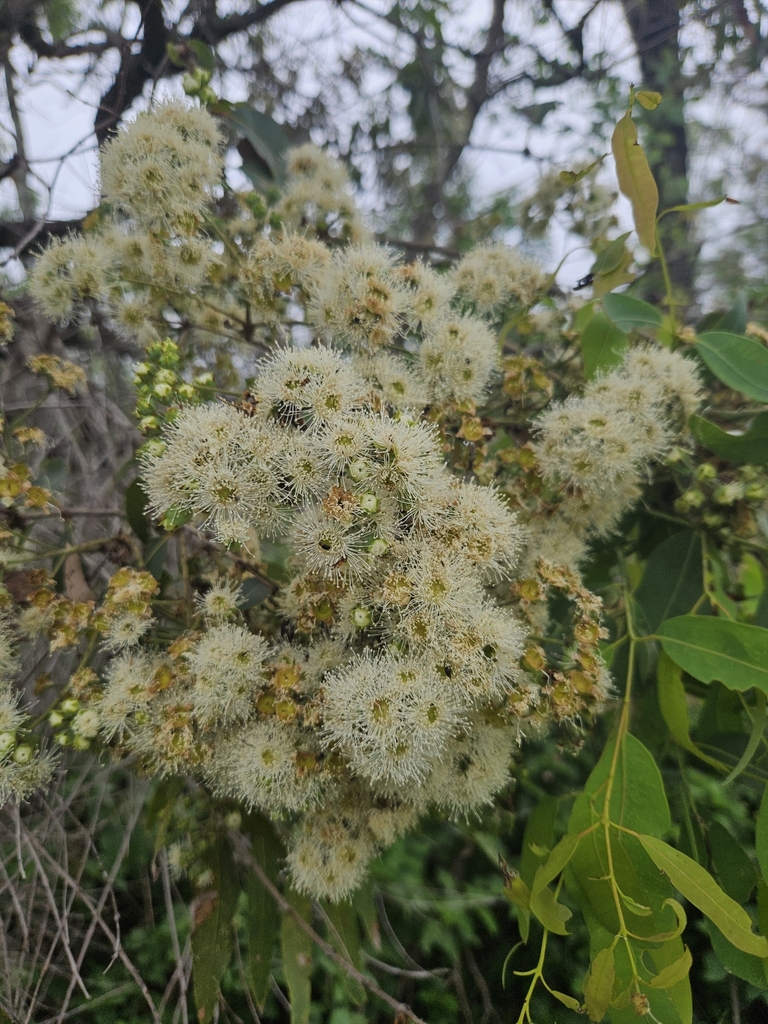 Rough-barked Apple from Fordsdale QLD 4343, Australia on January 2 ...