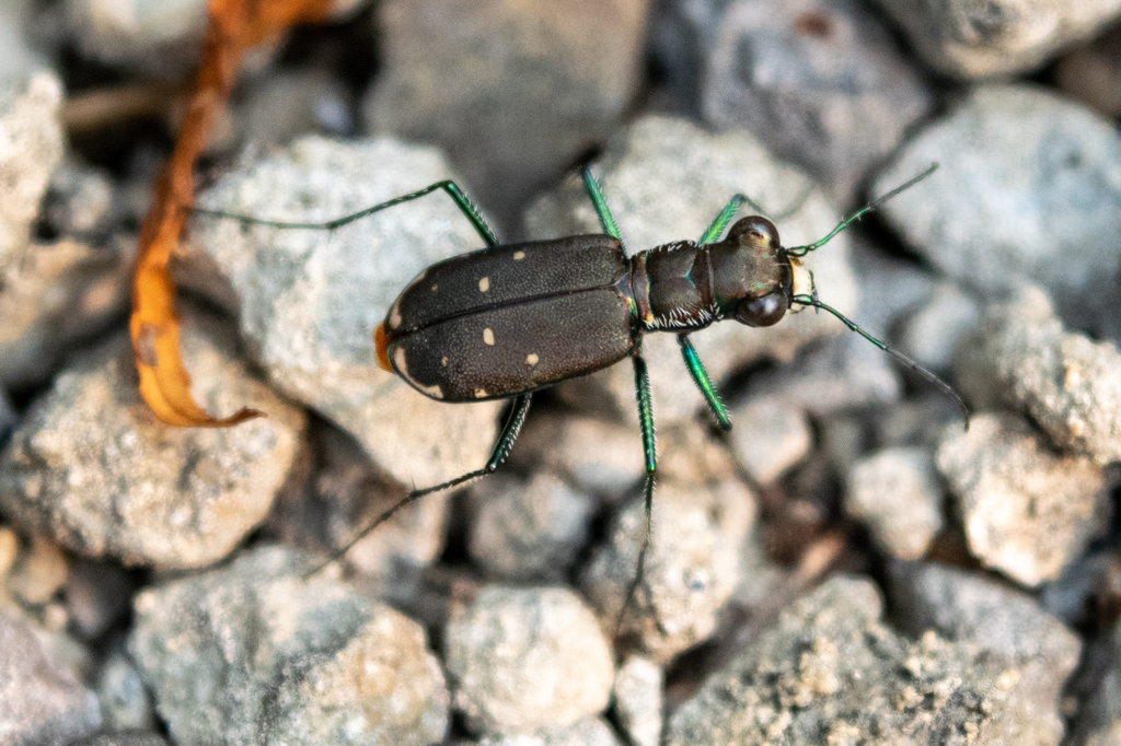 Eastern Red-bellied Tiger Beetle from 11929 Beech St NE, Alliance, OH ...