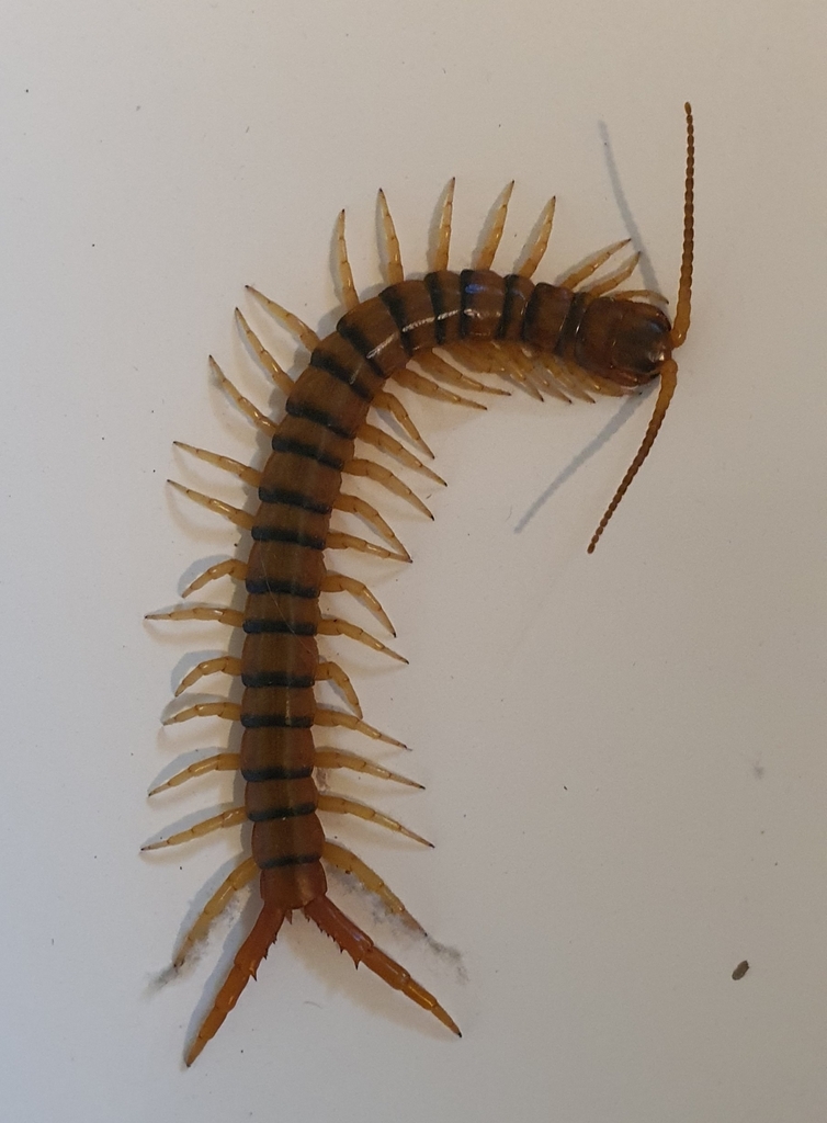 Australasian Giant Centipede from Bonogin QLD 4213, Australia on ...