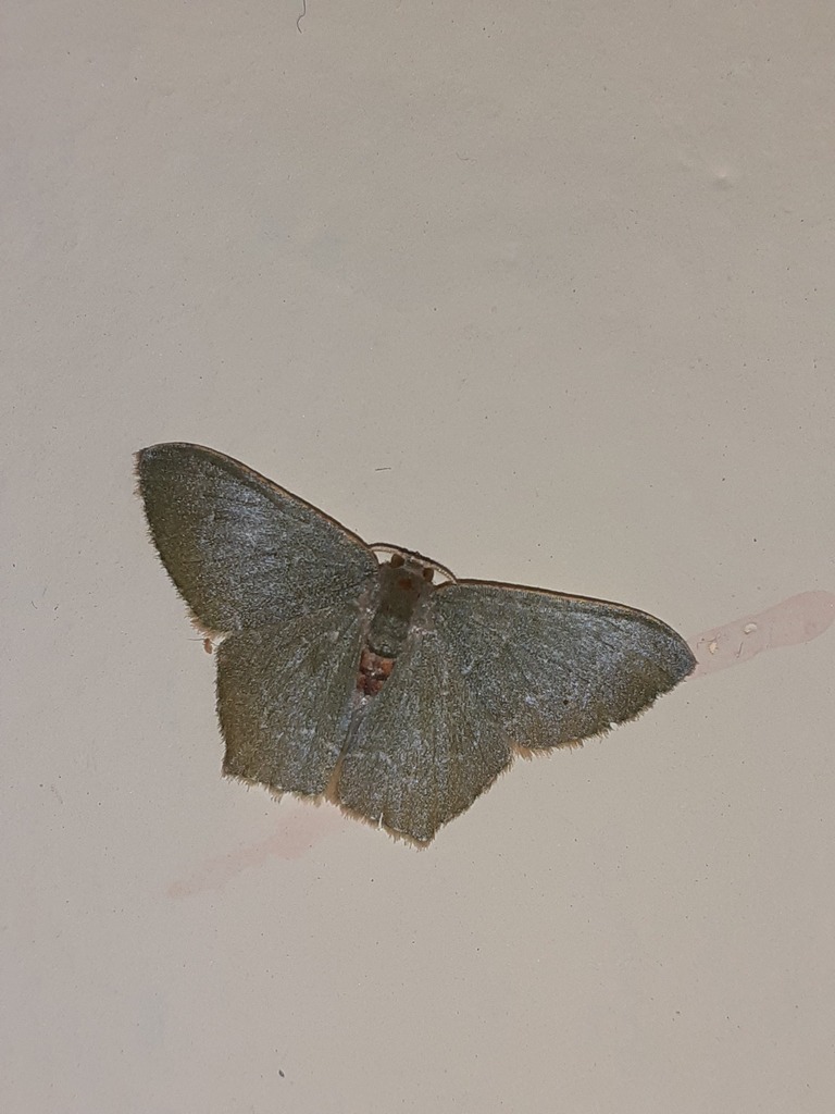 Hemithea tritonaria from Pondicherry University, Chinna Kalapet ...