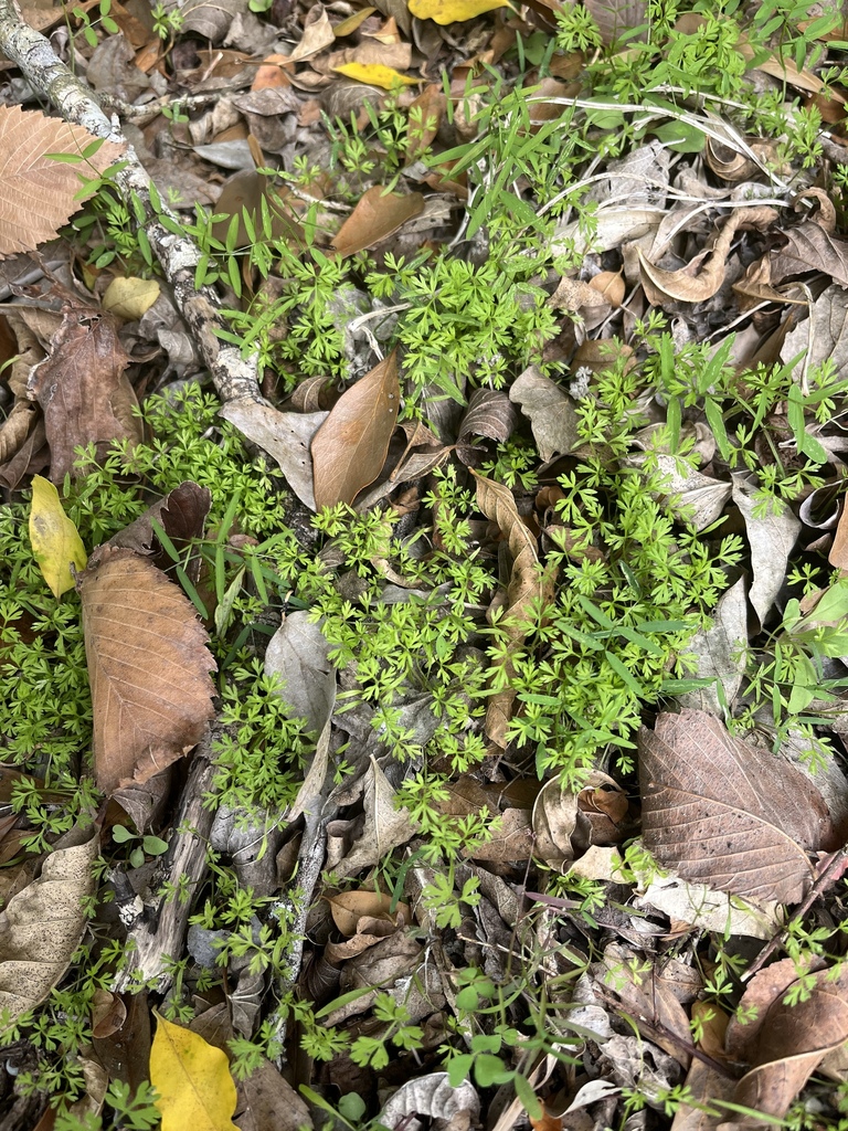 common soliva from Jack Beaver Rd, Santa Fe, TX, US on January 1, 2024 ...