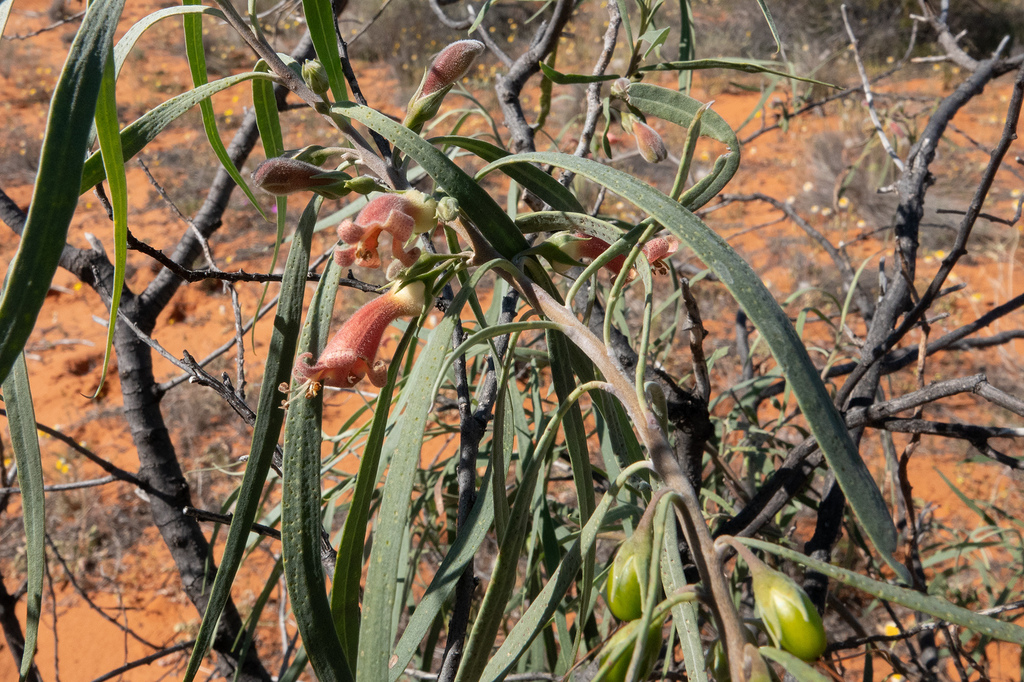Weeping Emubush from Bulloo Downs QLD 4492, Australia on August 7, 2023 ...