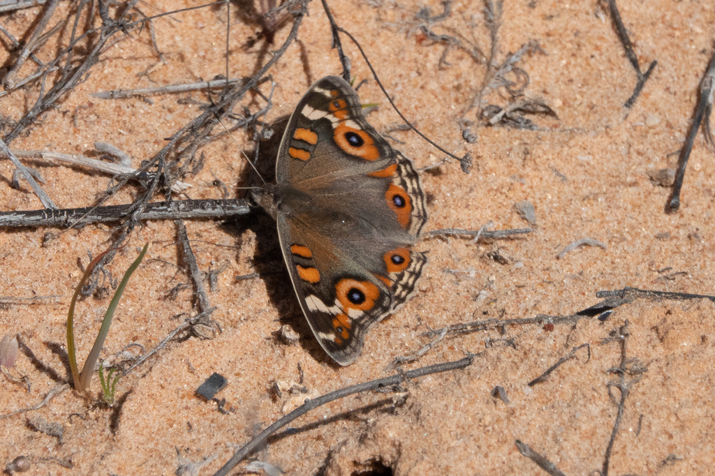 Meadow Argus from Bulloo Downs QLD 4492, Australia on August 7, 2023 at ...