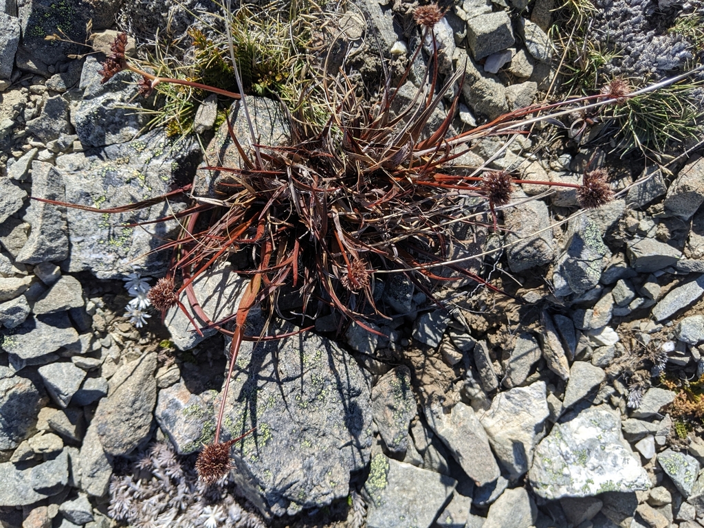 Luzula rufa rufa from 7875, New Zealand on January 2, 2024 at 09:43 AM ...