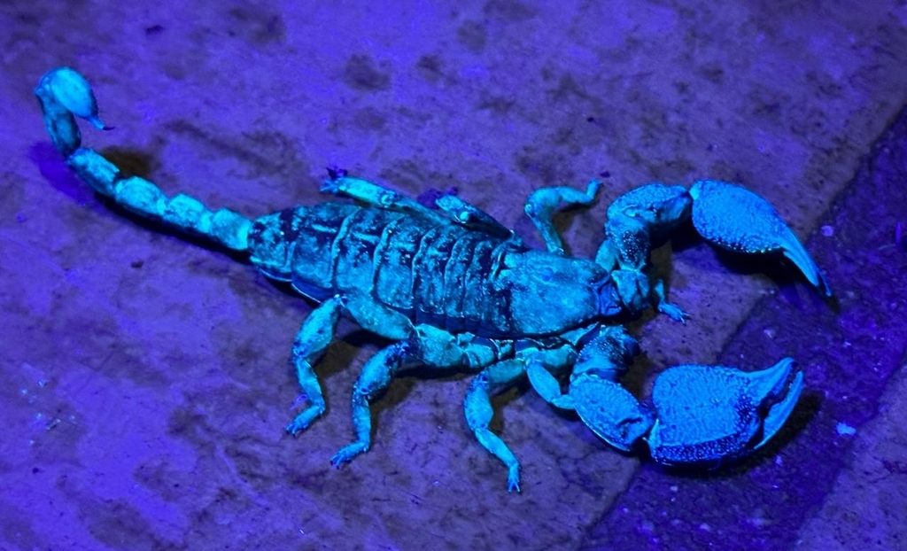 Jones's Scorpion from Marloth Park, South Africa on January 2, 2024 at ...