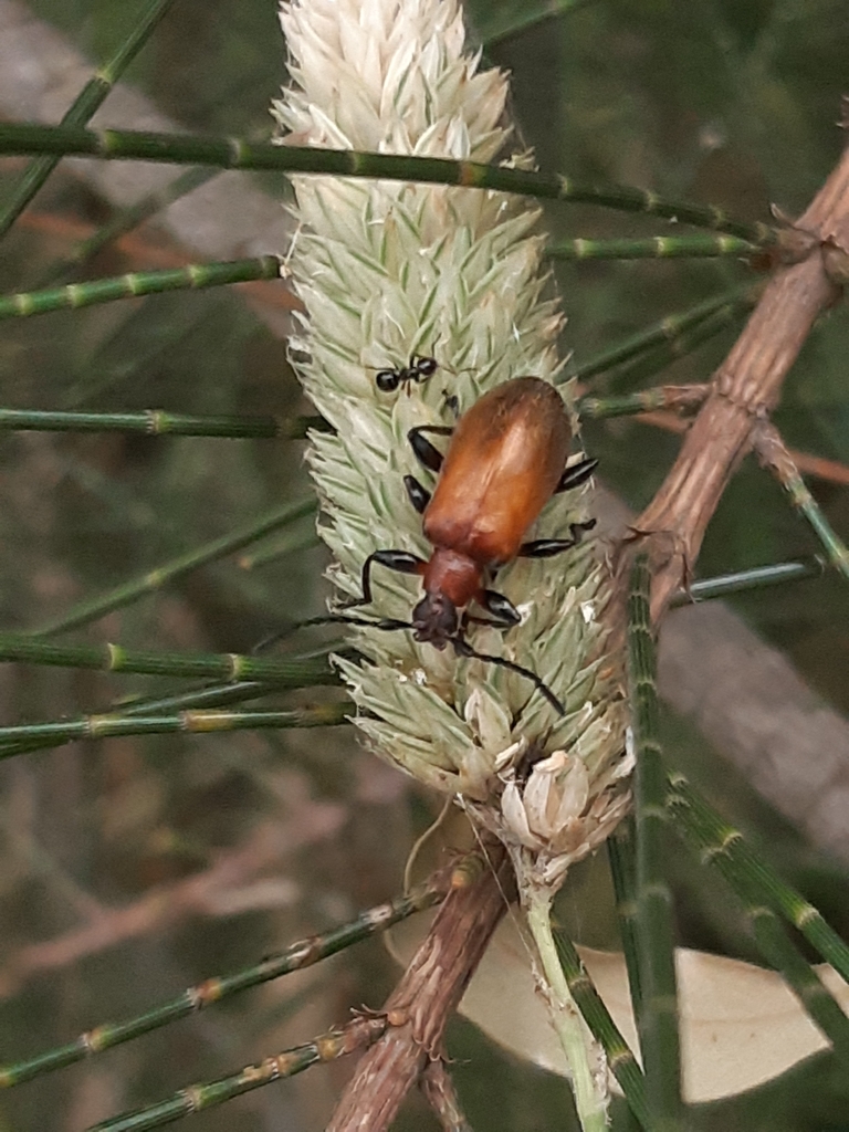 honeybrown beetle from Bangholme VIC 3175, Australia on December 24 ...