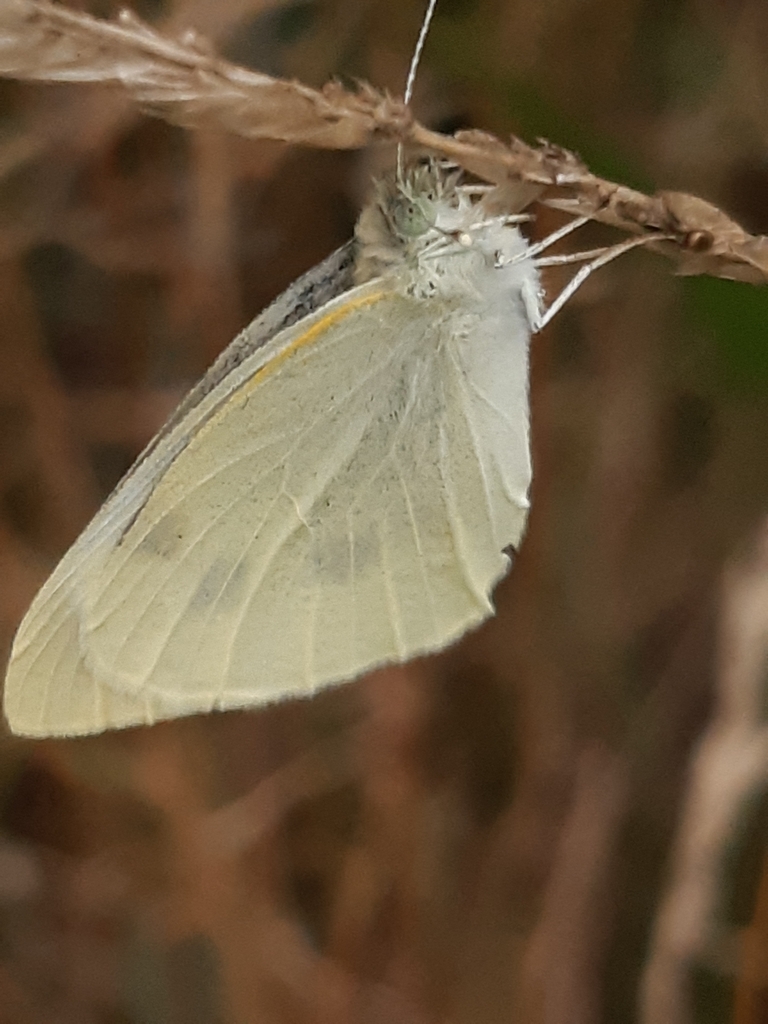 Small White from Langwarrin VIC 3910, Australia on December 25, 2023 at ...