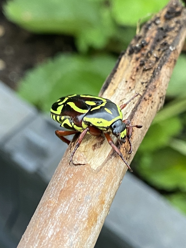 Fiddler Beetle in January 2024 by freyjanice · iNaturalist