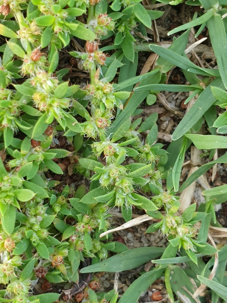 Brazilian Whitlow from Burrows Park Sportsfield, Clovelly NSW 2031 ...