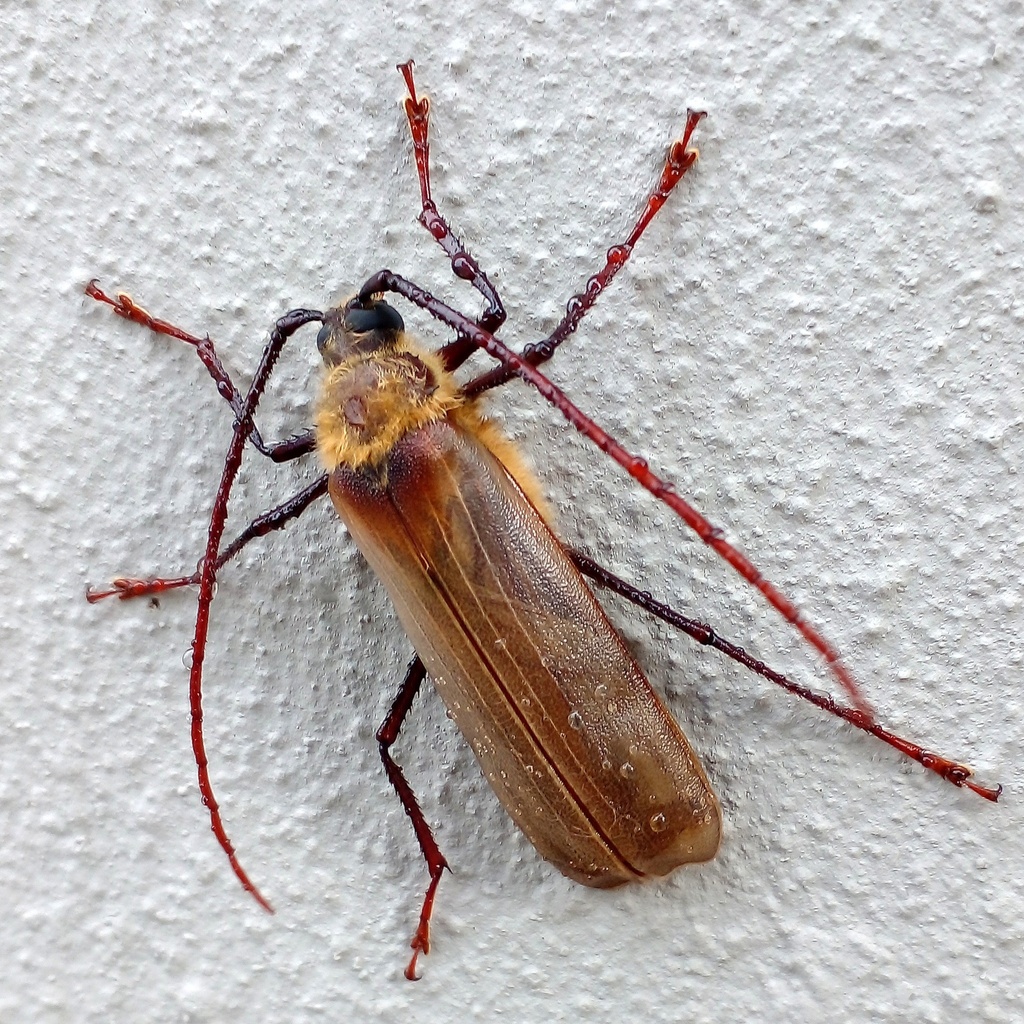 Erioderus hirtus from Eden, ZA-WC, ZA on December 23, 2023 at 07:55 AM ...