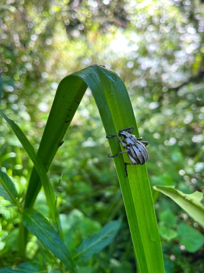 Donkeyface Weevils from uMgungundlovu District Municipality, South ...