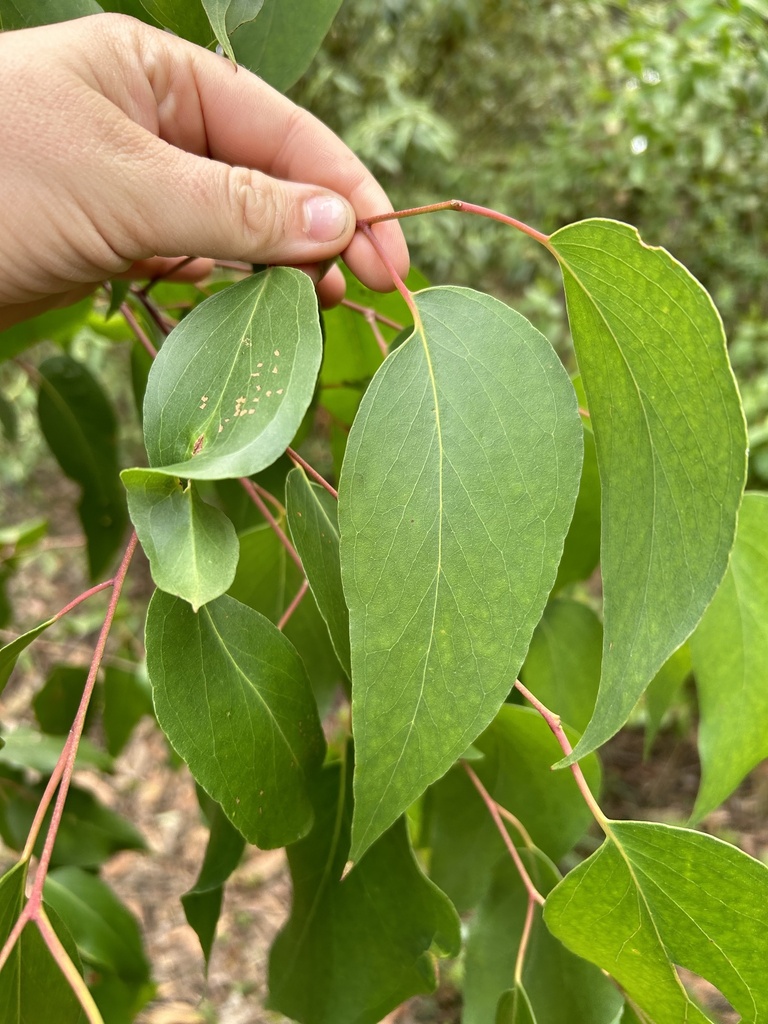 Brown-top Stringybark from Edward Hunter Heritage Bush Reserve, Moe ...