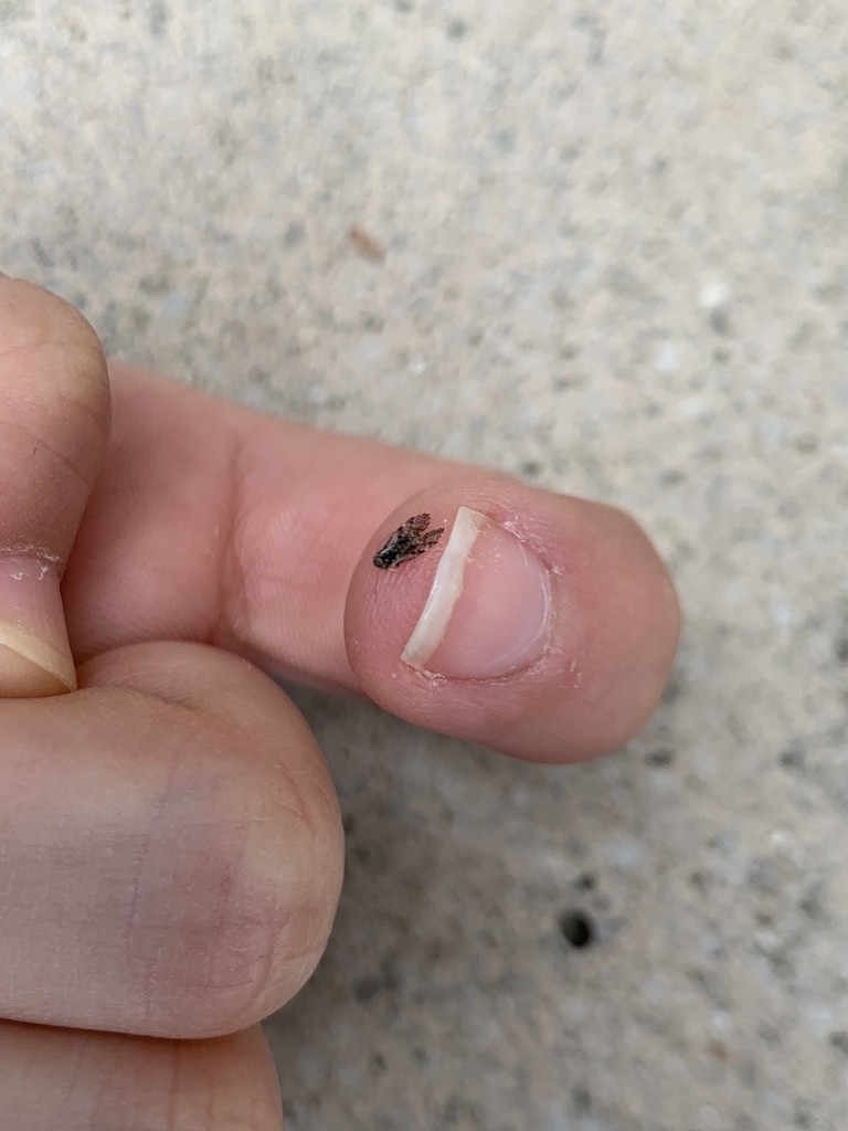 Winged and Once-winged Insects from The University of Texas at San ...