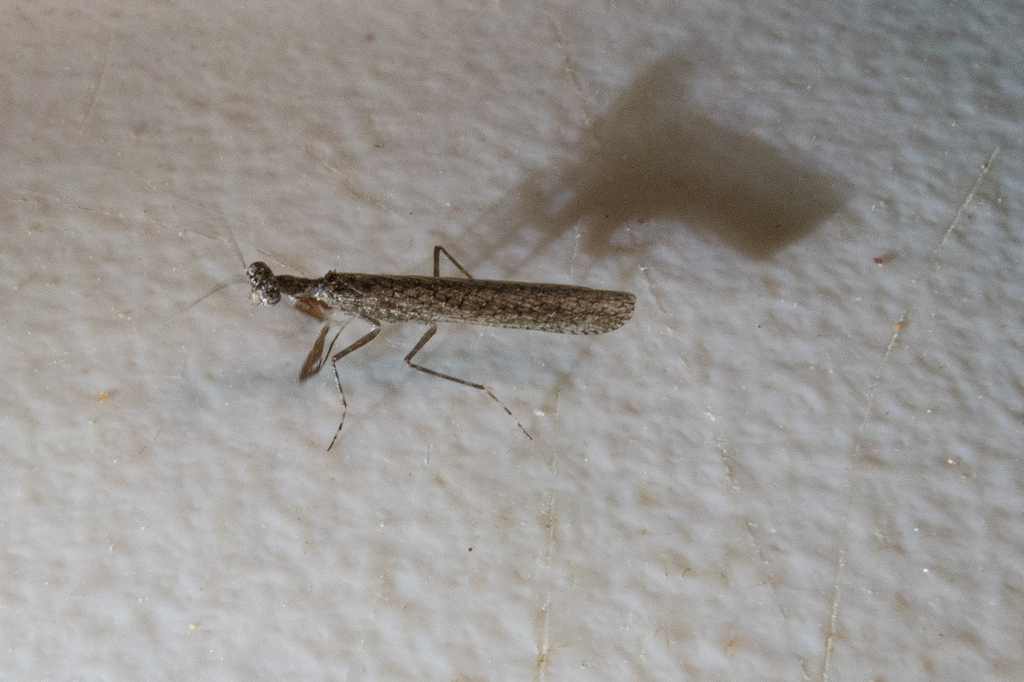 Paraoxypilini from Bulloo Downs QLD 4492, Australia on August 7, 2023 ...