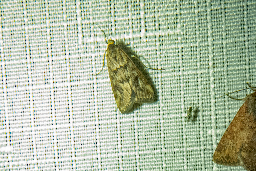 Butterflies and Moths from Bulloo Downs QLD 4492, Australia on August 7 ...