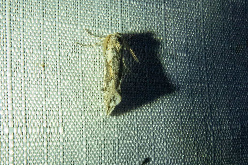 Butterflies and Moths from Bulloo Downs QLD 4492, Australia on August 7 ...