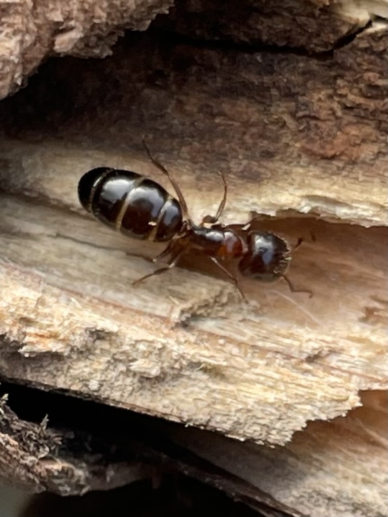 Camponotus vitiosus from G1503 Shanghai Ring Expressway, Shanghai, CN ...