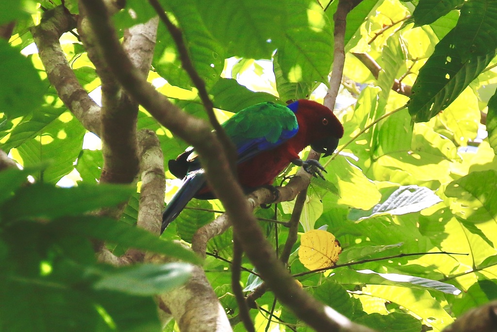 Crimson Shining-Parrot in December 2023 by Bird Explorers. 1.0 FIJI 1.1 ...