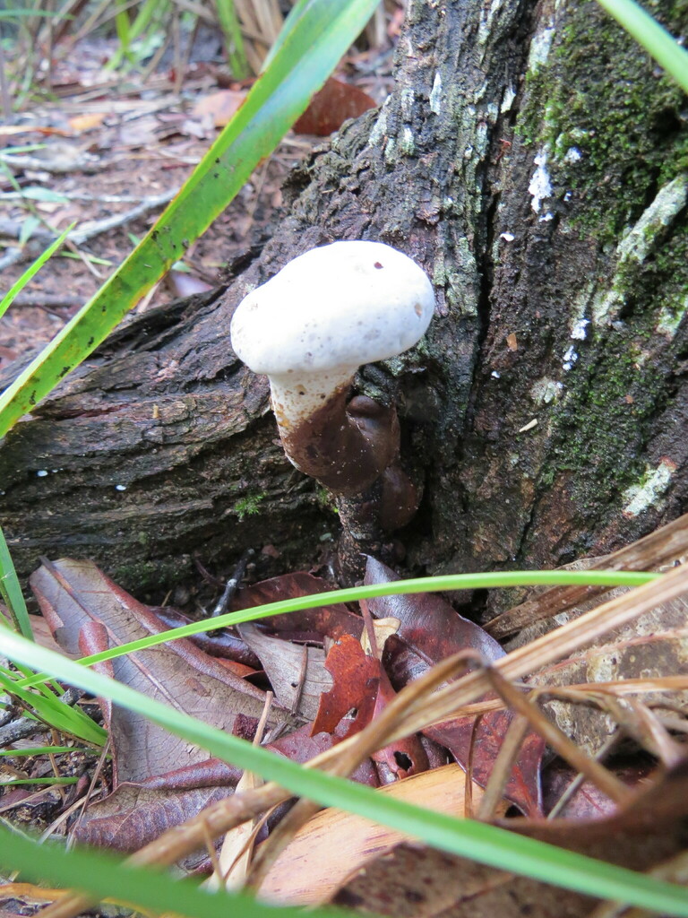 bracket fungi in January 2017 by bim186 · iNaturalist Australia