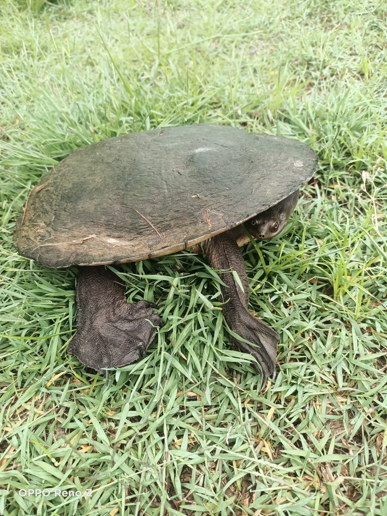 Broad-Shelled Turtle from Goomboorian QLD 4570, Australia on January 2 ...