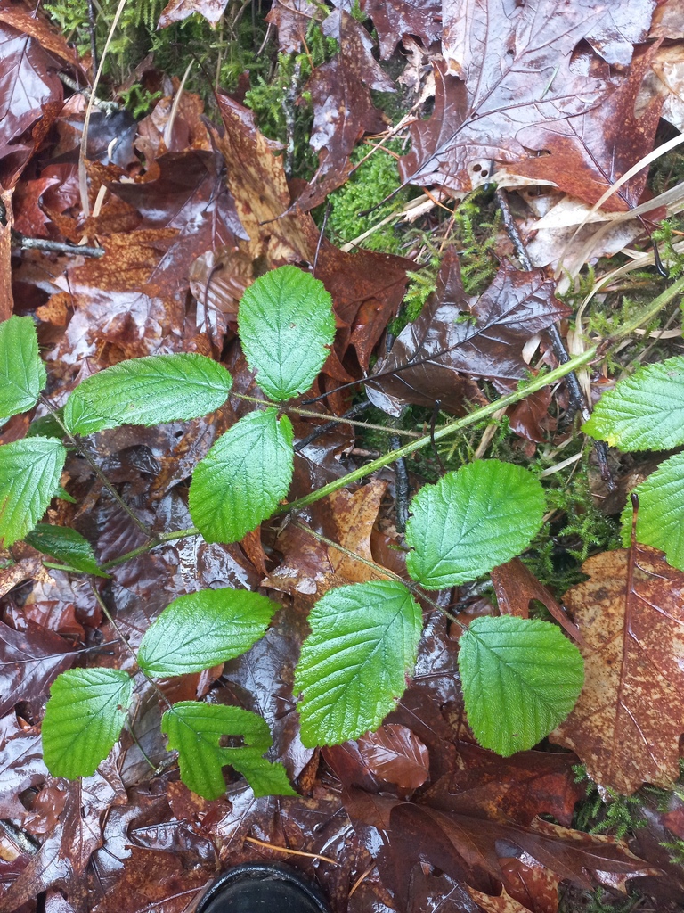 Wood Bramble from 29690 Huelgoat, France on December 30, 2023 at 12:03 ...