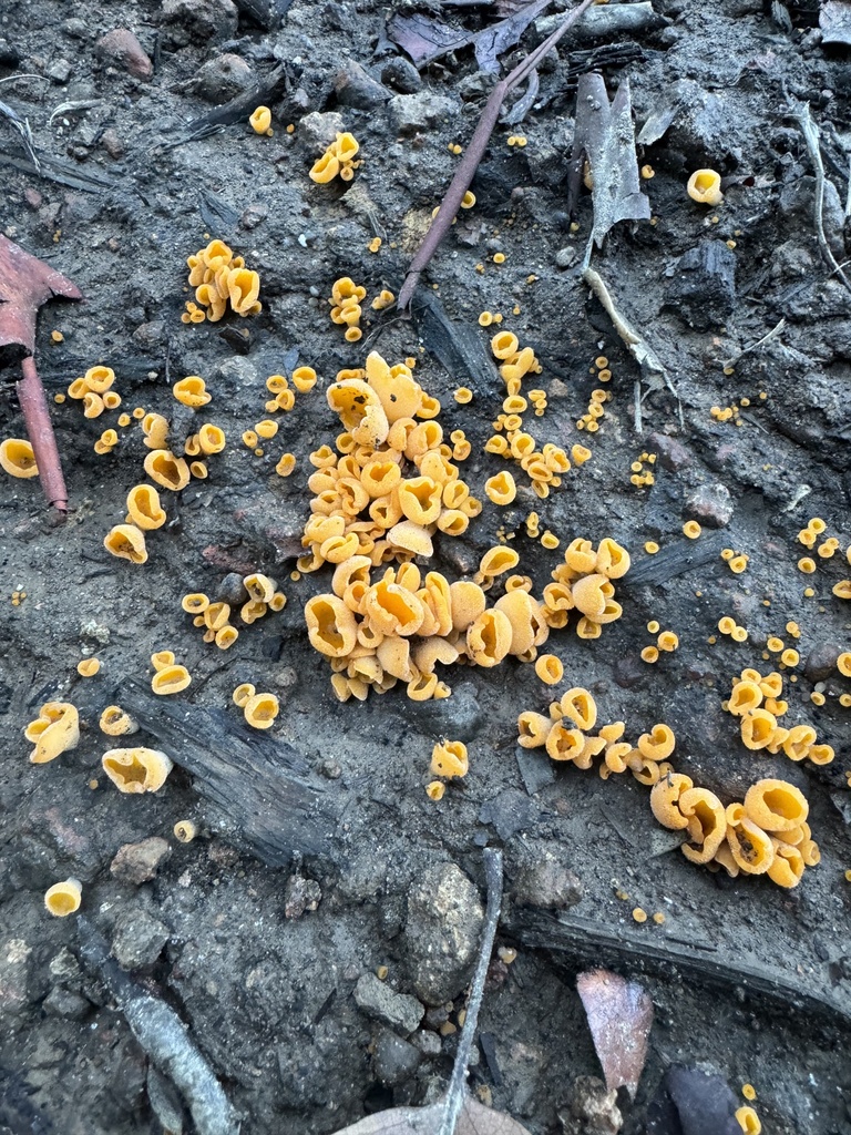 orange peel fungus from Howell Mountain, Angwin, CA, US on December 12 ...
