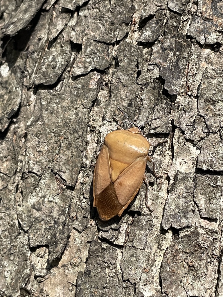 Lychee Stink Bug from Taiwan, Tamsui District, NWT, TW on January 2 ...