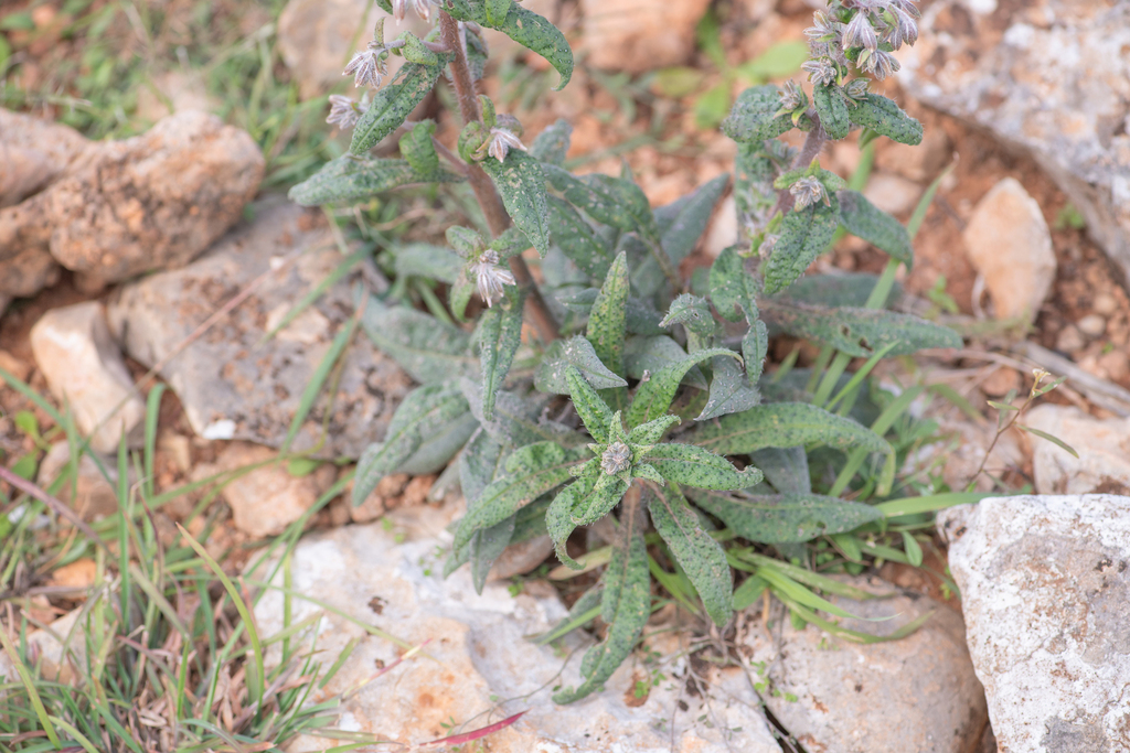 (Cystostemon socotranus) - Botanical Realm